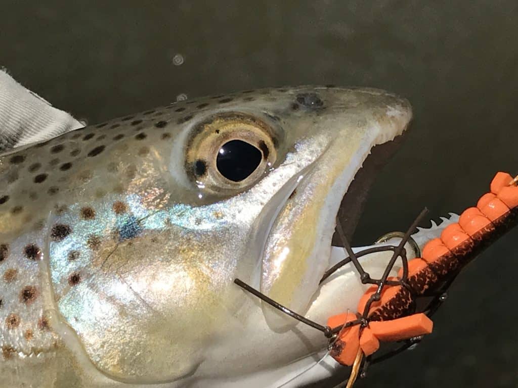 Salomon: Salmonfly — hatches we dream about. | VailDaily.com